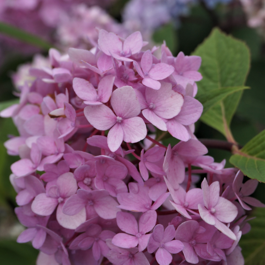 Hydrangeas & Hydrangea Trees - Preston's