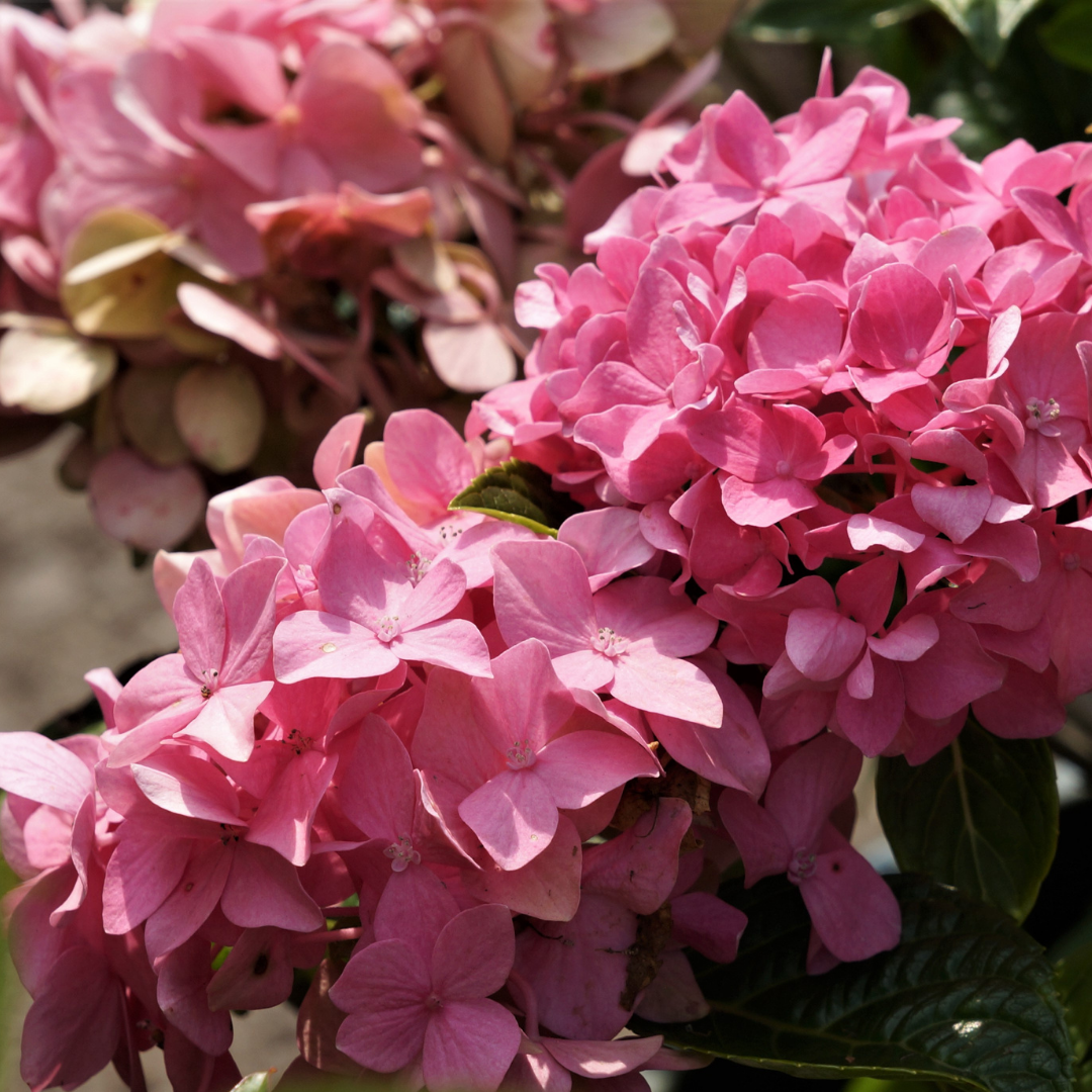 Hydrangeas & Hydrangea Trees - Preston's