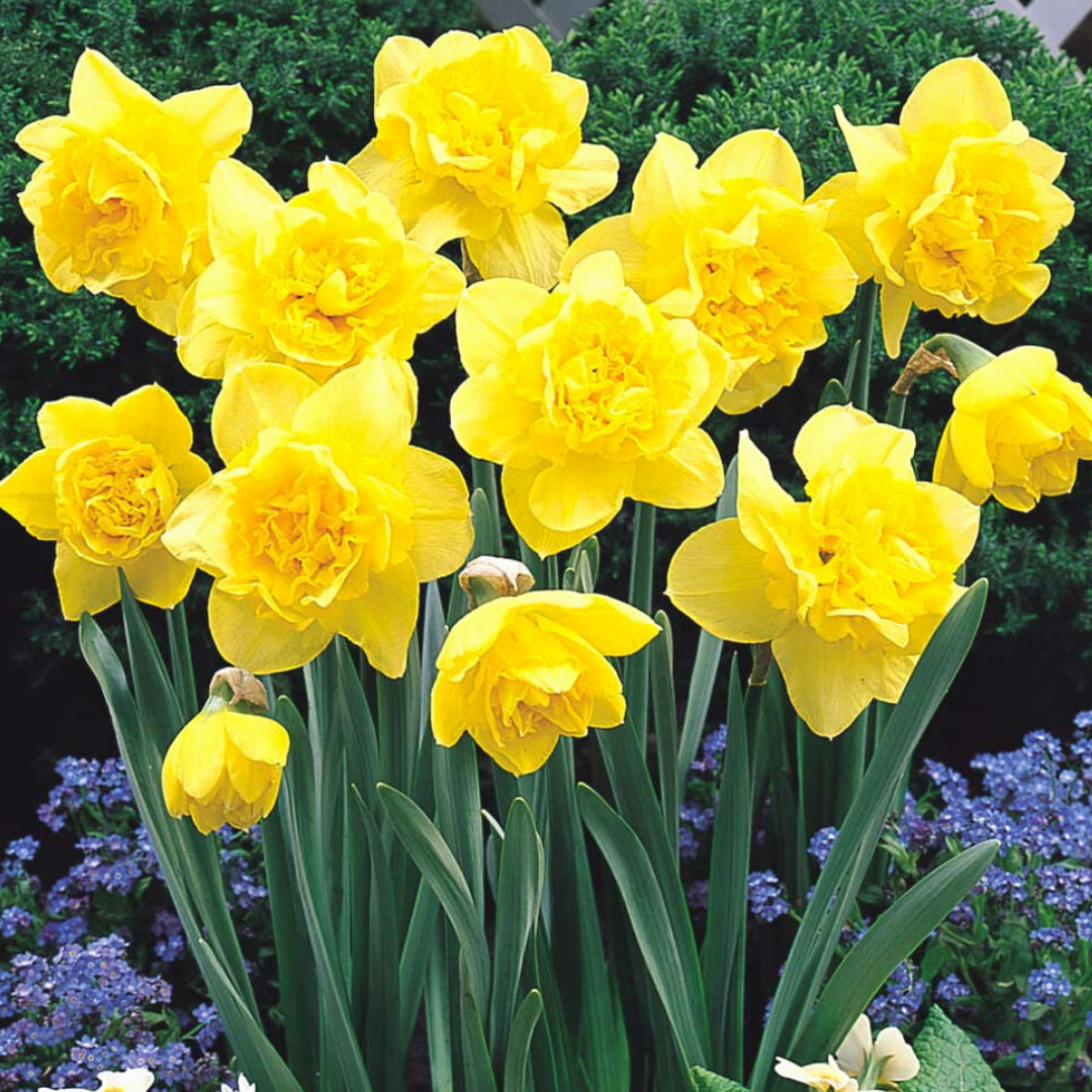 Fall Planting for Spring Bulbs - Preston's